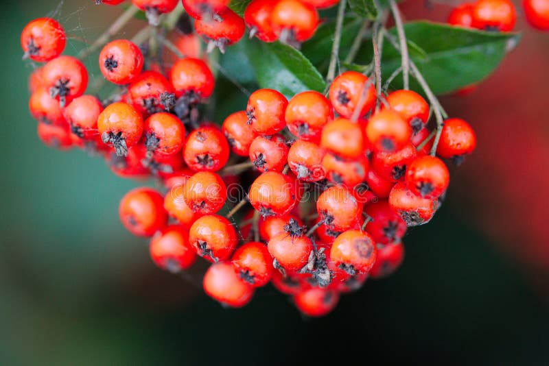 Berry, Rowan, Fruit, Close Up Picture. Image: 115316250