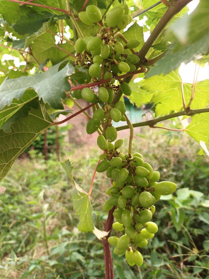 Berry Set of Grape in the Back Yard Stock Photo - Image of back, yard ...