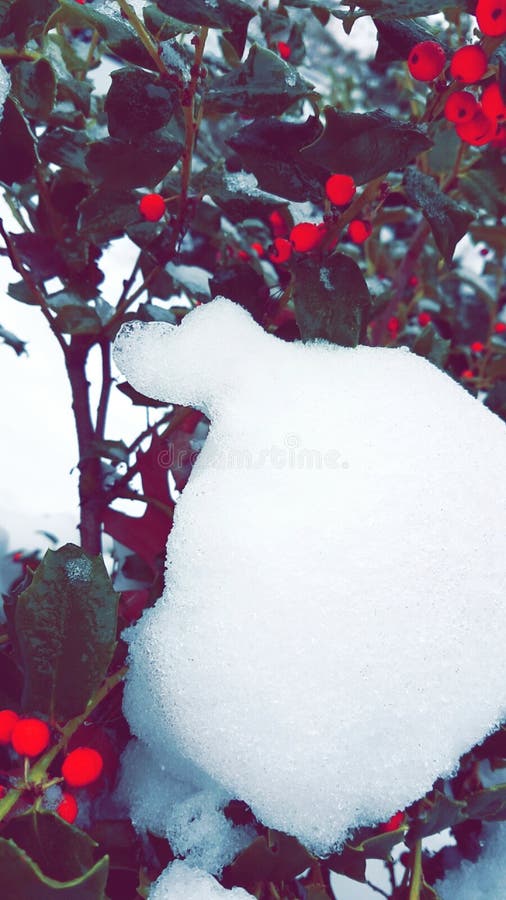 Berry Snowy stock image. Image of winter, berry, bush - 89098319