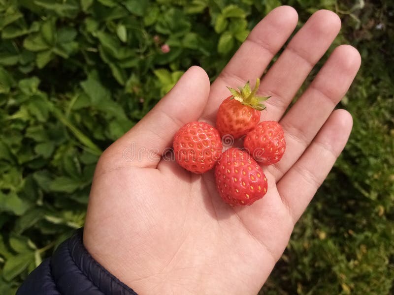 Berry strawbe stock image. Image of strawbe, strawberry - 250981805