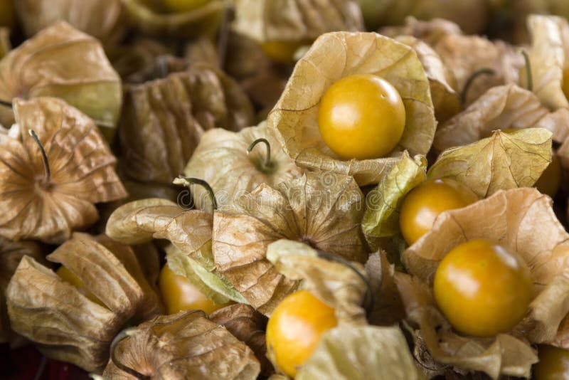 Berry tomato stock image. Image of tasty, garden, bunch - 35894803