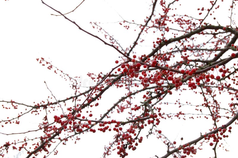 Berry Tree stock photo. Image of white, cool, season, cold - 1686696