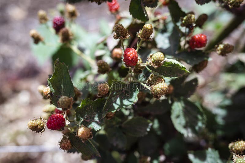 Berry on the tree stock photo. Image of health, closeup - 187068494