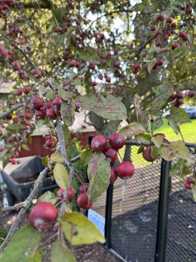 Berry Tree Summer Full Bloom Stock Photo - Image of grey, flag: 254360096