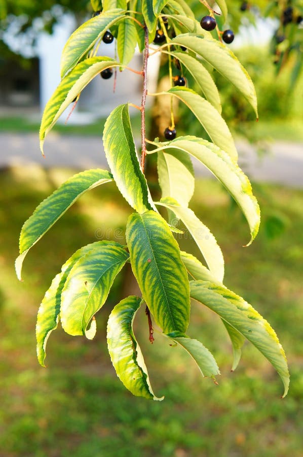 Berry tree stock photo. Image of leaves, natural, sunny - 59021268