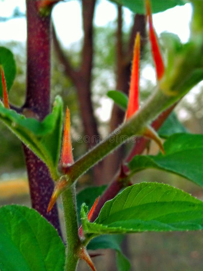 118 Berry Font Cartoon Stock Photos - Free & Royalty-Free Stock Photos ...