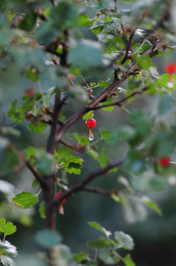 Berry Tree stock photo. Image of bush, flora, berry, droplets - 44006660