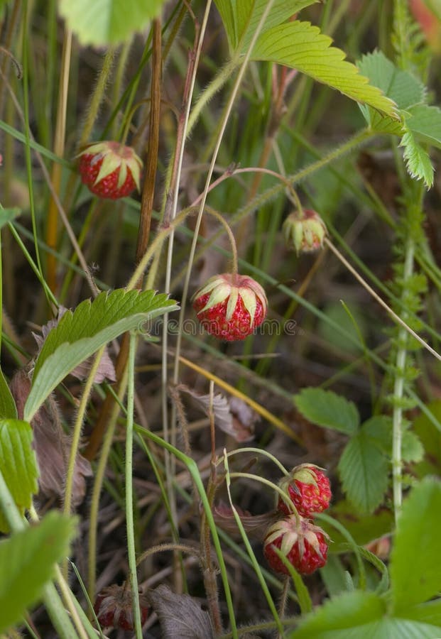 Berry of Wild Wild Strawberry Stock Photo - Image of ripe, wild: 10927014