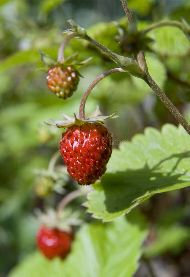 Berry wood stock image. Image of forest, botany, vitamins - 13236945