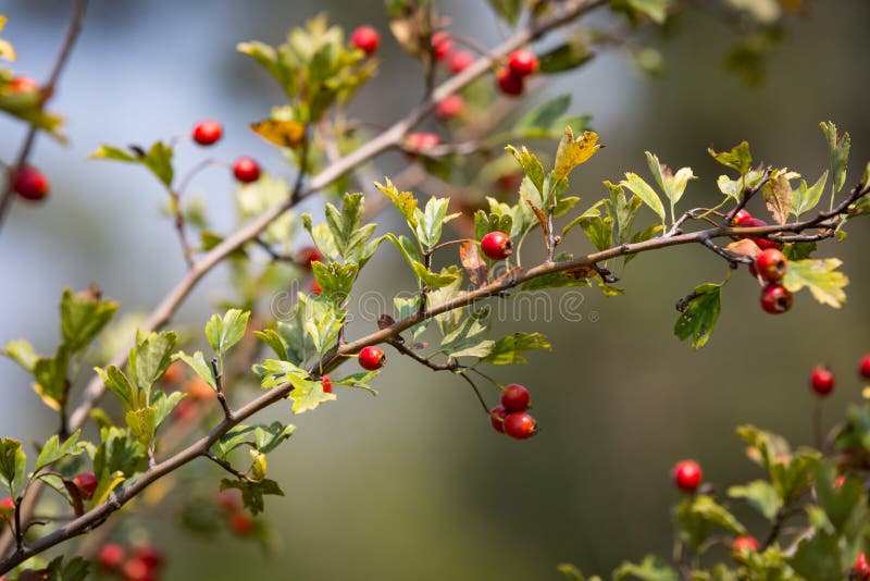Berryes on Hawthorn Tree Twig Stock Photo - Image of closeup, herb ...