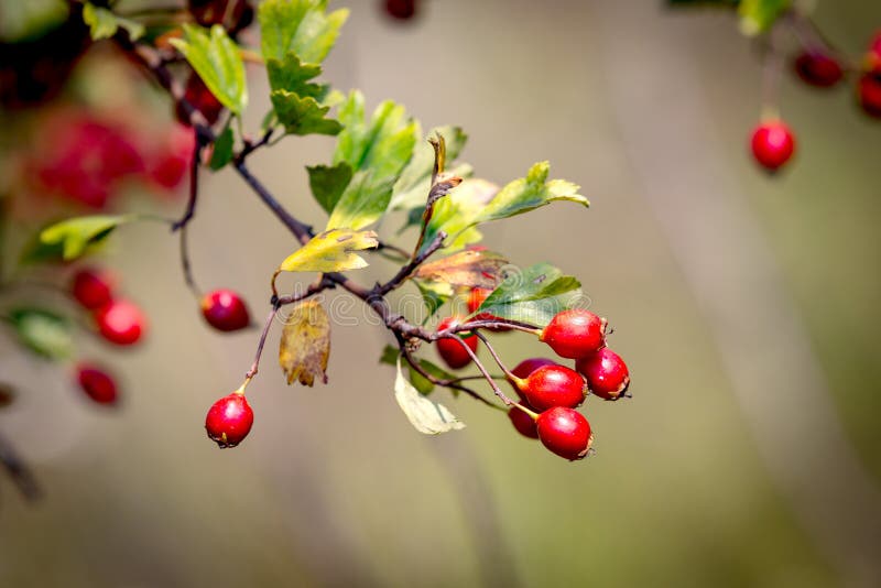 Berryes on hawthorn twig stock photo. Image of green - 79938530