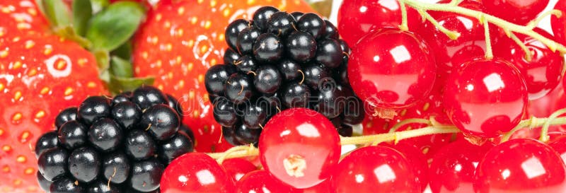 Berrys stock photo. Image of group, blackberry, food - 14805970