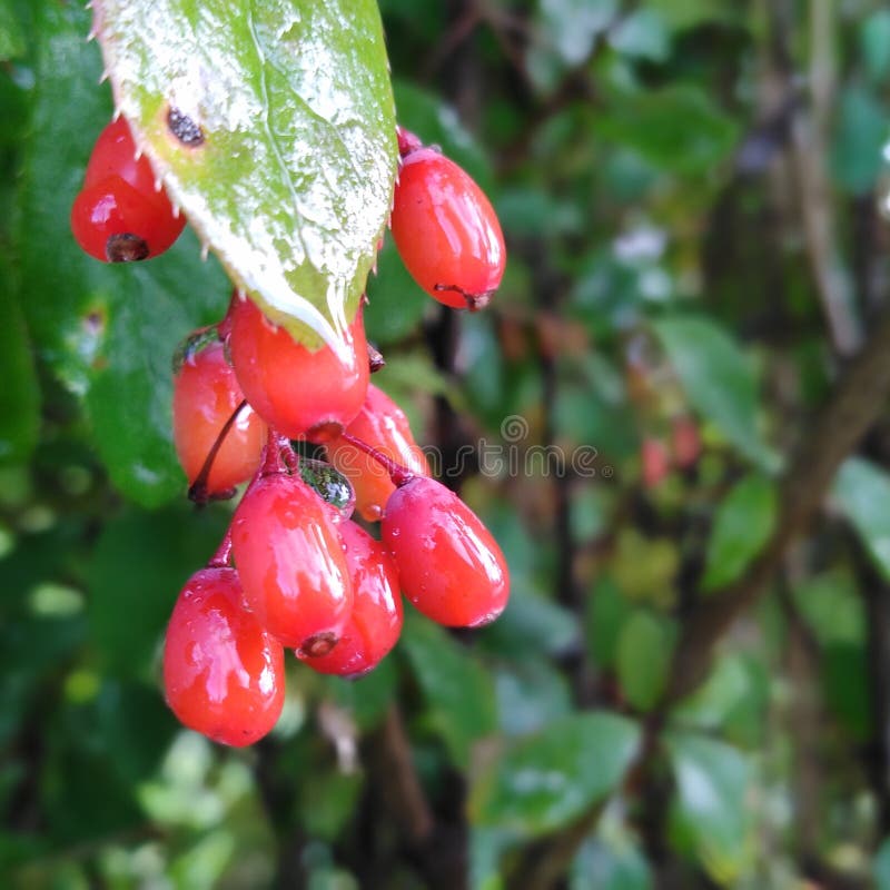 Berrys stock photo. Image of nature, berrys, bright - 126206896