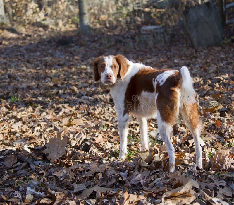 Brittany Spaniel stock image. Image of spaniel, canine - 19093141