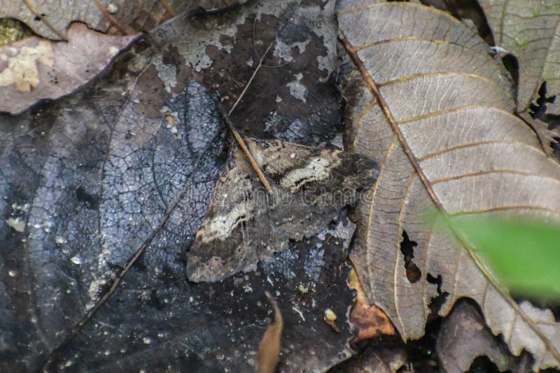 Bertula Stock Photos - Free & Royalty-Free Stock Photos from Dreamstime