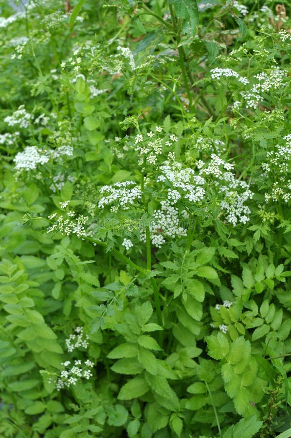 Berula Erecta Grows in Nature Stock Photo - Image of green, leaf: 274904982