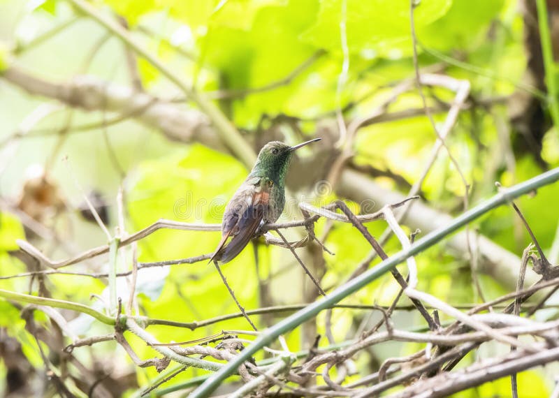 Berylline Hummingbird Amazilia Beryllina Perched on Branches with a ...