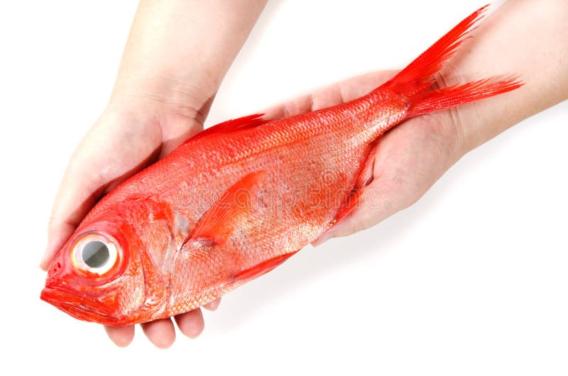 Beryx stock image. Image of animal, fish, heterotherm - 23123639