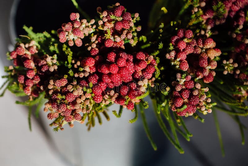 Berzelia Squarrosa Flowers. Stock Photo - Image of beauty, design ...