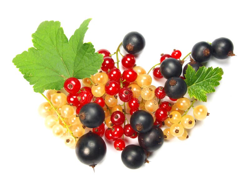 Bes stock afbeelding. Image of nagerecht, eten, vrucht - 10610817