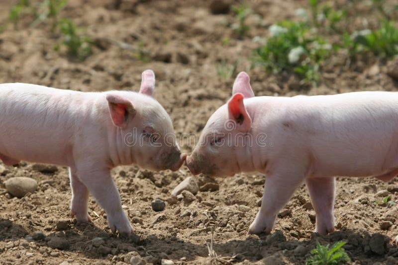 Besar cerdos foto de archivo. Imagen de exterior, cerdos - 766764