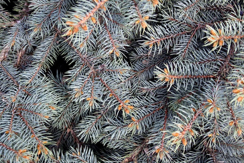 Blautanne Im Wald, Im Hintergrund Und In Der Beschaffenheit Stockfoto ...