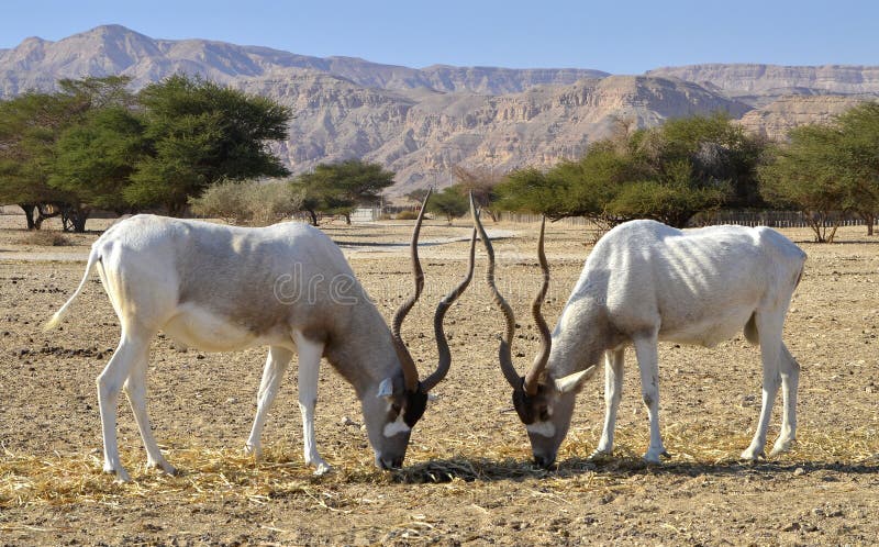 Beschermde Dieren in Hai-Staaf Reserve, Eilat Stock Foto - Image of ...