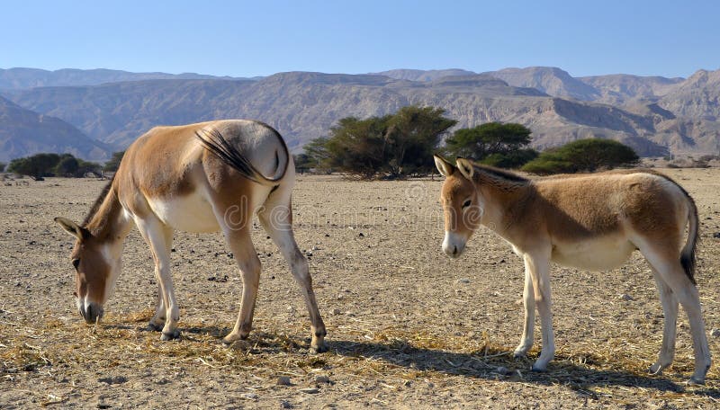 Beschermde Dieren in Hai-Staaf Reserve, Eilat Stock Foto - Image of ...