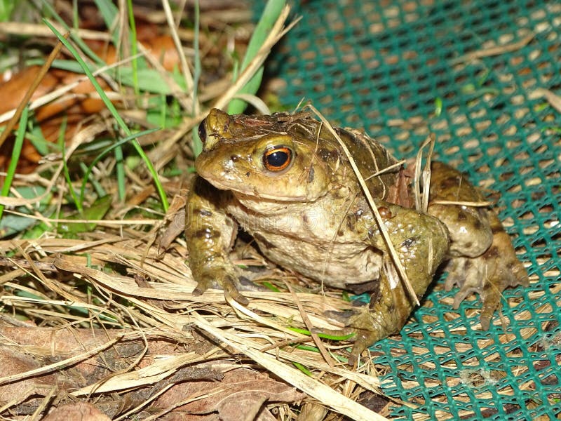 Bescherming van amfibieen stock afbeelding. Image of kruising - 89282129