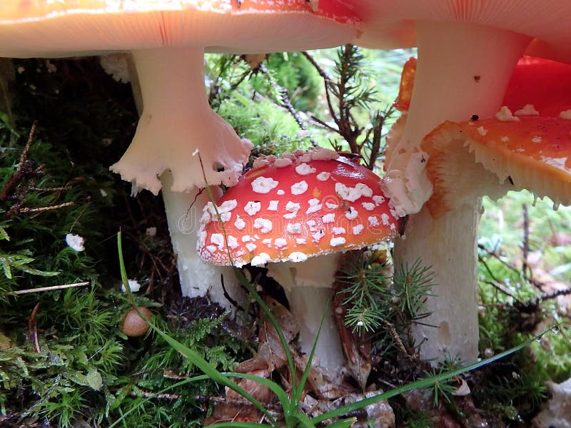 Beschmutzter Giftpilz Im Wald - Giftiger Pilz Stockfoto - Bild von ...