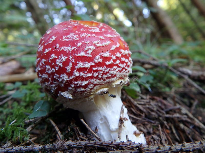 Beschmutzter Giftpilz Im Wald - Giftiger Pilz Stockfoto - Bild von ...