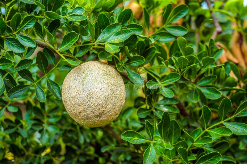 Filipino Names Stock Photos - Free & Royalty-Free Stock Photos from ...