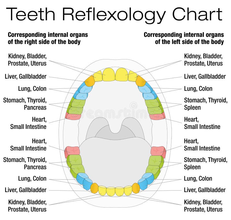 Alternativt Tand- Vård- Diagram För TandReflexology Vektor Illustrationer - Illustration av ...