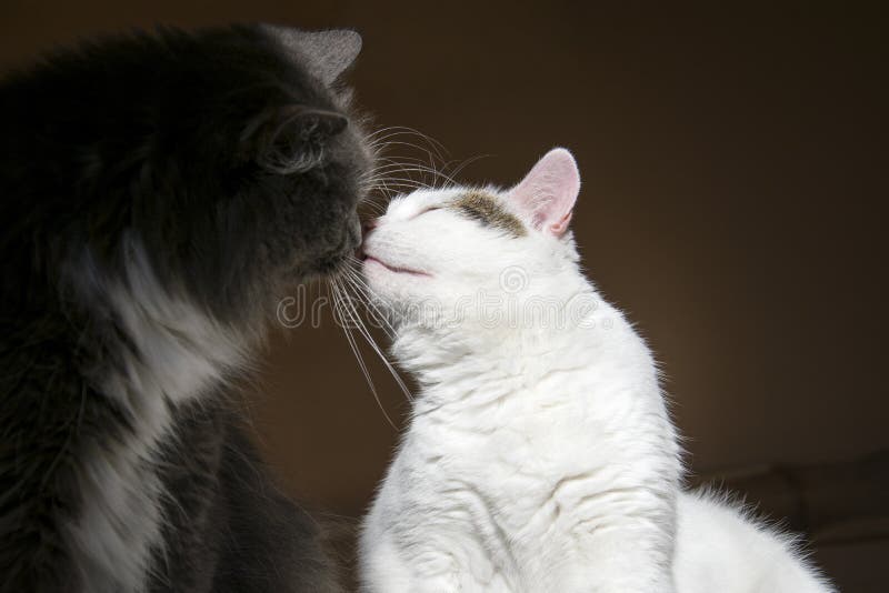 Beso de gatos imagen de archivo. Imagen de junto, doméstico - 107917407