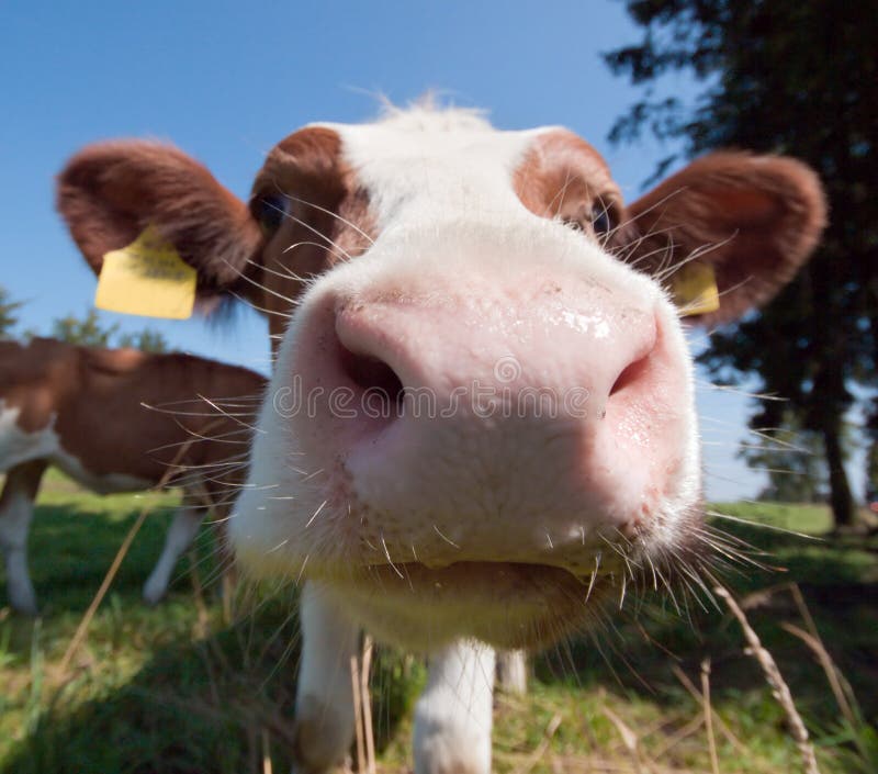 Beso de la vaca foto de archivo. Imagen de rosa, agricultura - 3102400
