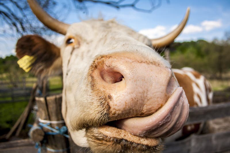 Beso de una vaca imagen de archivo. Imagen de cubo, rural - 55344741