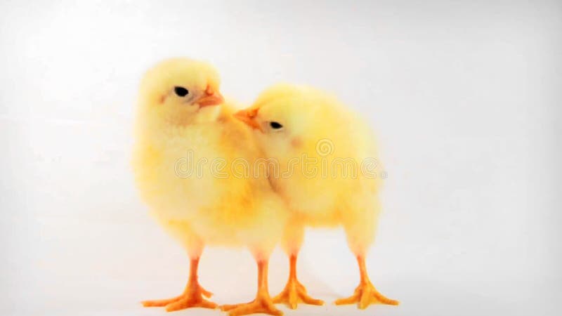 Beso del pollo almacen de video. Vídeo de piel, cierre - 56016309