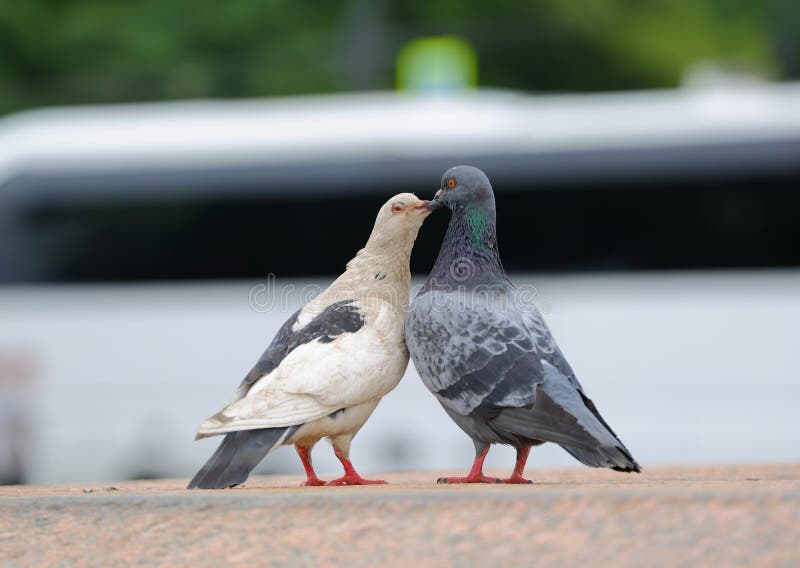 Besos De Palomas Azules Y Blancas Imagen de archivo - Imagen de blanco ...