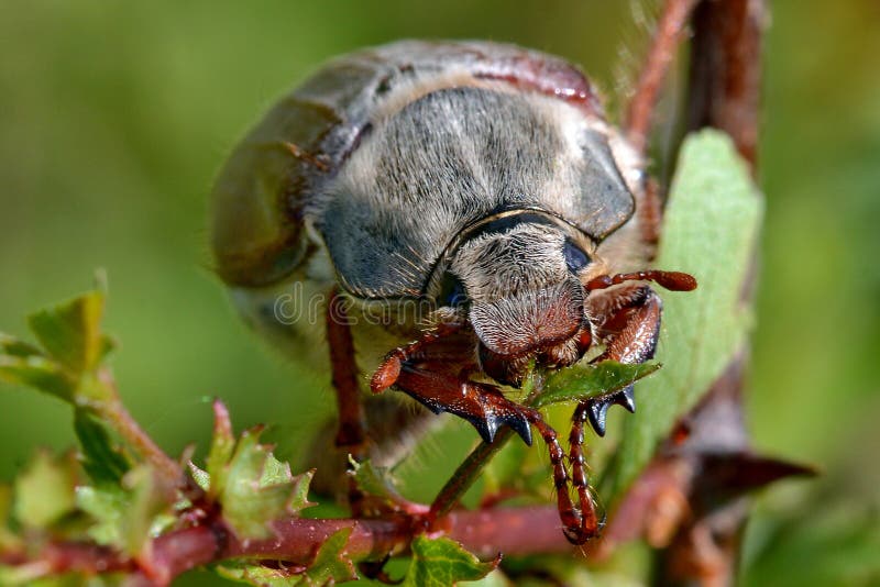Besouro imagem de stock. Imagem de possa, folha, barbeiro - 115800569