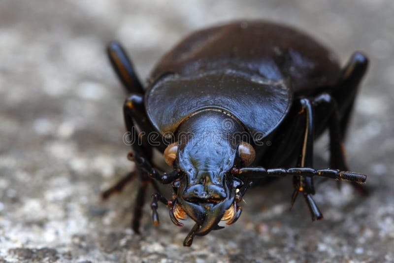 Escaravelho foto de stock. Imagem de besouro, biologia - 25717976