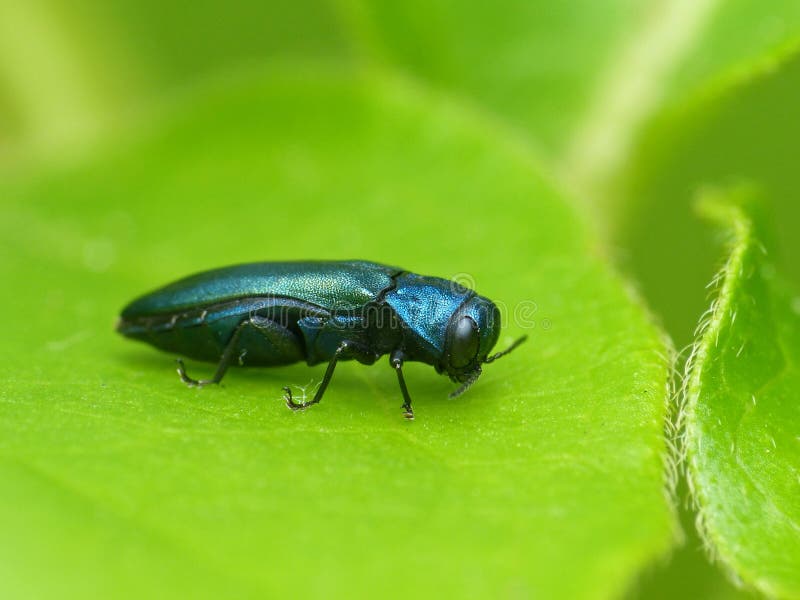 Besouro azul imagem de stock. Imagem de nave, cabeça - 21093605