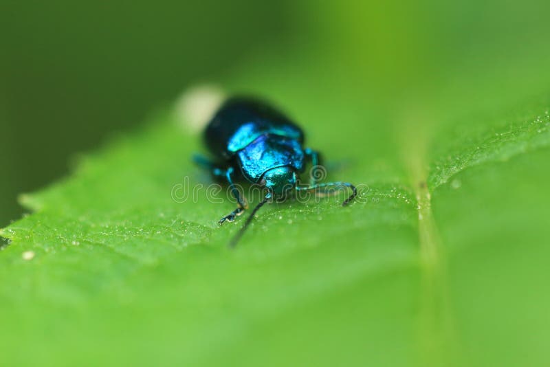 Besouro azul metálico foto de stock. Imagem de inseto - 74464936