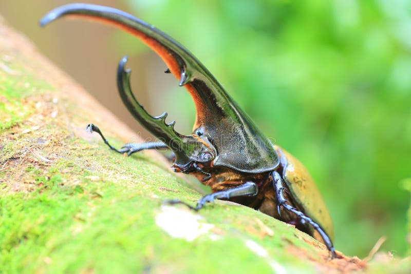 Besouro de Hercules foto de stock. Imagem de selvagem - 29372266