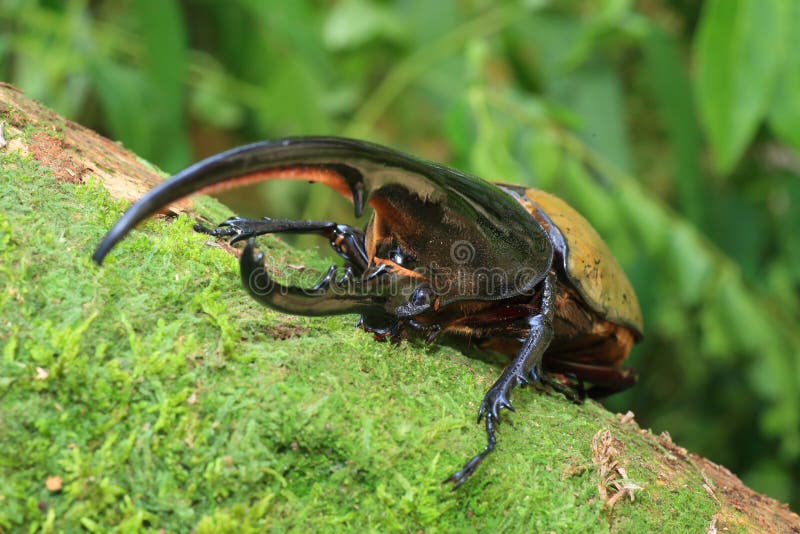 Besouro de Hercules imagem de stock. Imagem de veado - 75874707