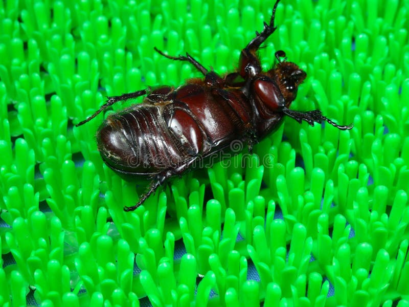 Besouro De Rinoceronte Do Coco Foto de Stock - Imagem de inseto, vista ...