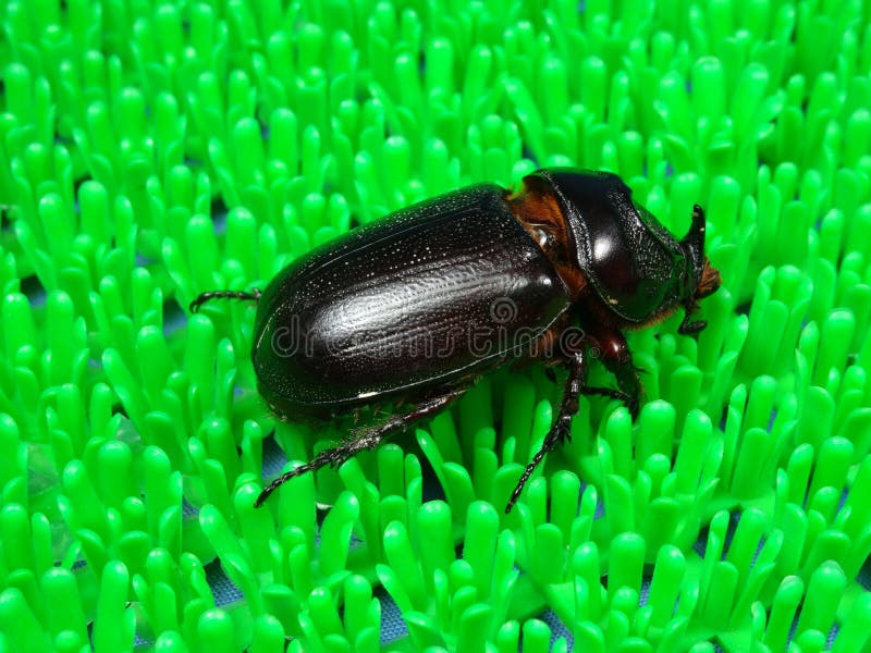 Besouro De Rinoceronte Do Coco Foto de Stock - Imagem de inseto ...