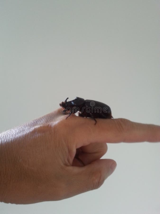 Besouro De Rinoceronte Que Rasteja Em Um Dedo Foto de Stock - Imagem de ...