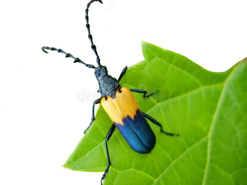 Besouro isolado na folha imagem de stock. Imagem de parque - 288175
