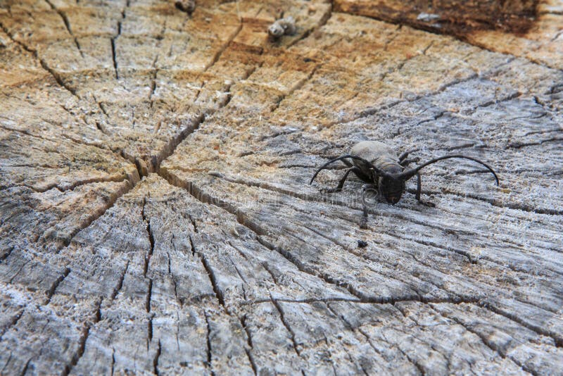 Besouro preto foto de stock. Imagem de besouro, antenas - 36551304
