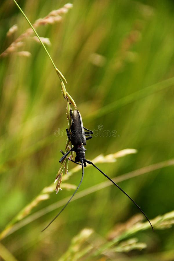 Besouro Preto Com Antenas Longas Imagem de Stock - Imagem de closeup ...